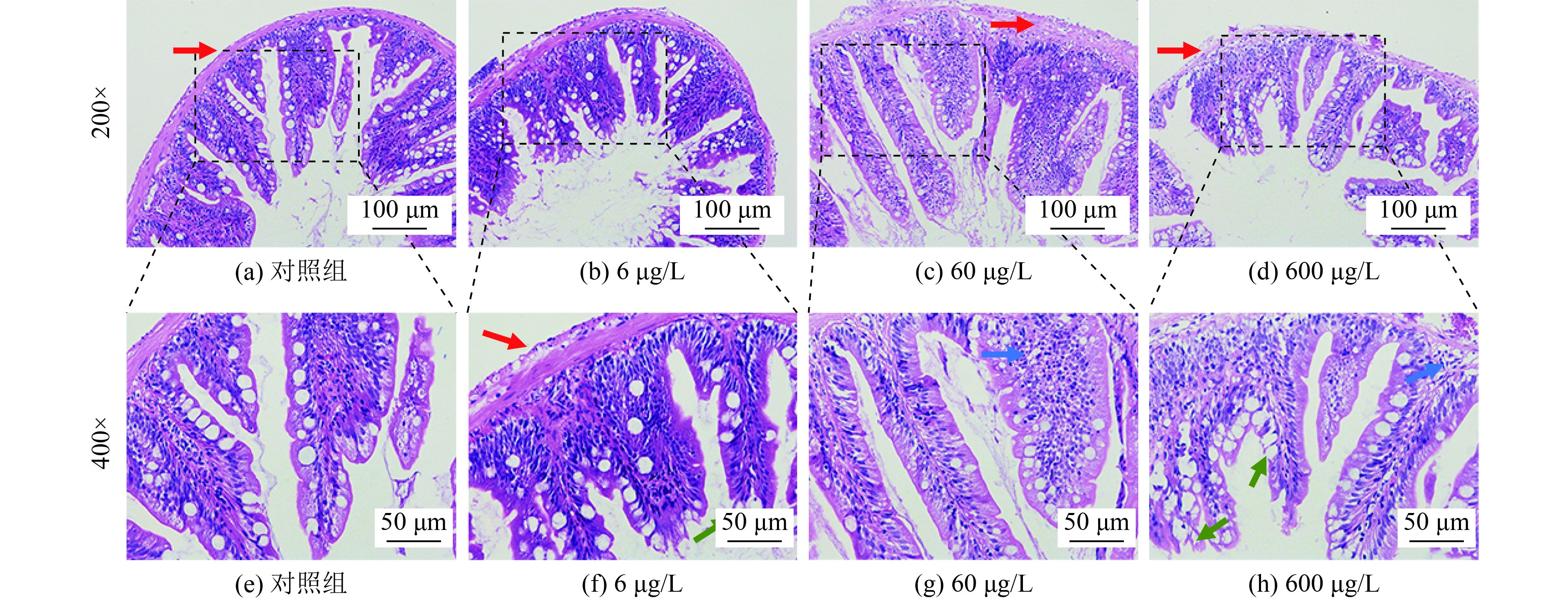 BDE-209对斑马鱼肠道的慢性毒性效应