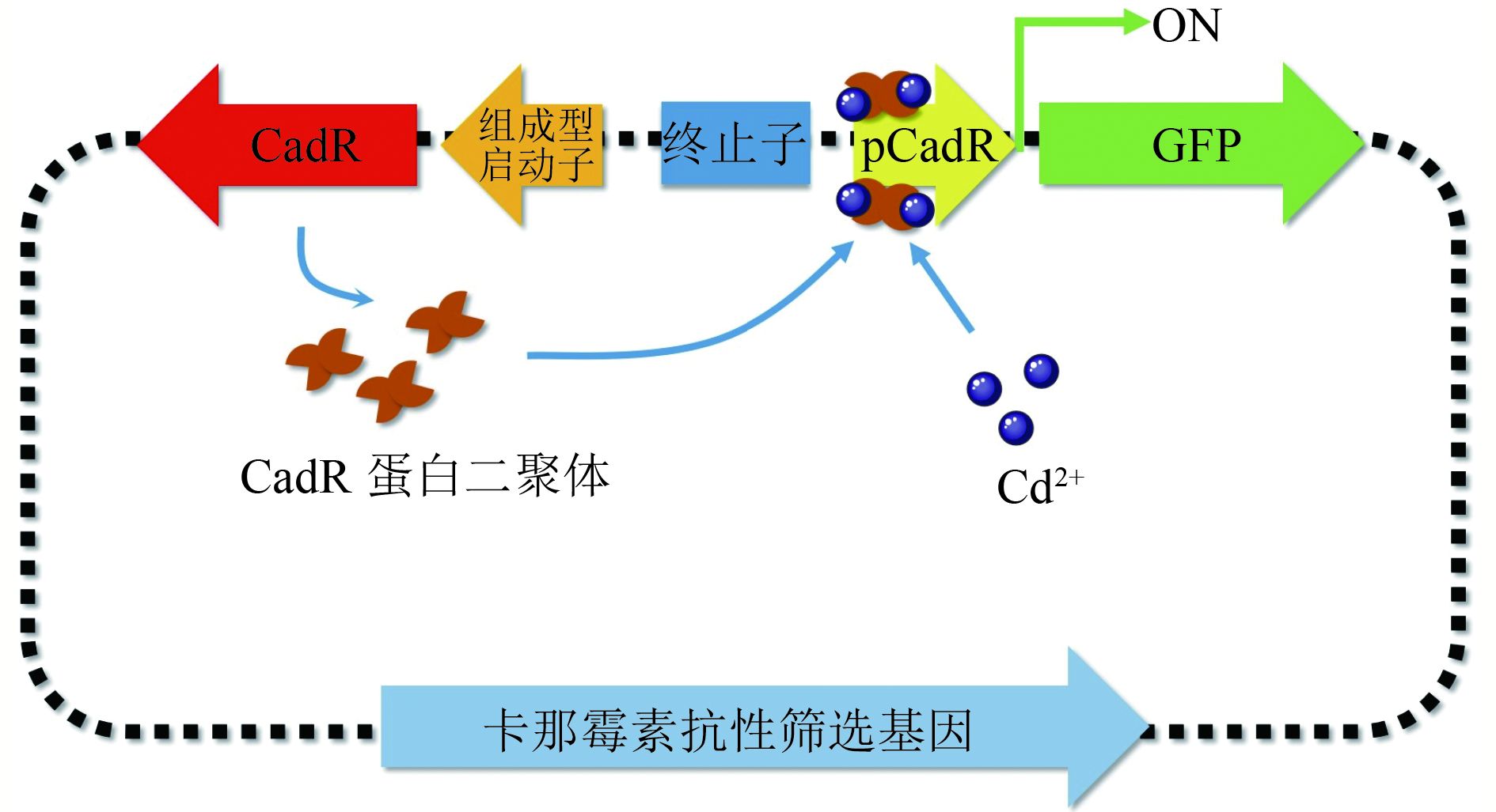 Construction and optimization of cadmium-responsive bacterial biosensor ...